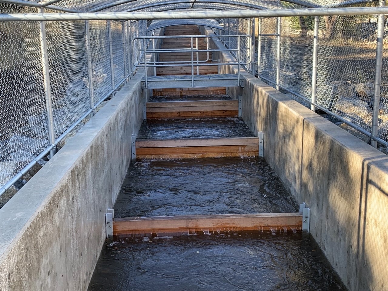 Spawning of fall-run Chinook salmon | Westernbass.com