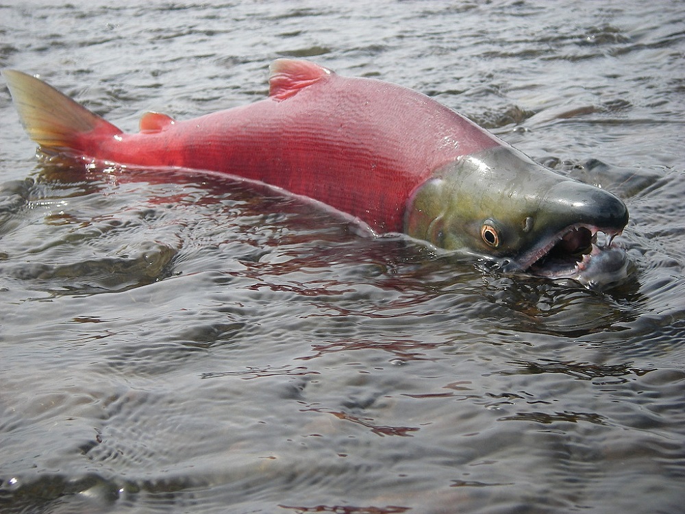 Limits Increased For Sockeye Salmon Bag Westernbass limits-increased-for-sockeye-salmon-bag-westernbass