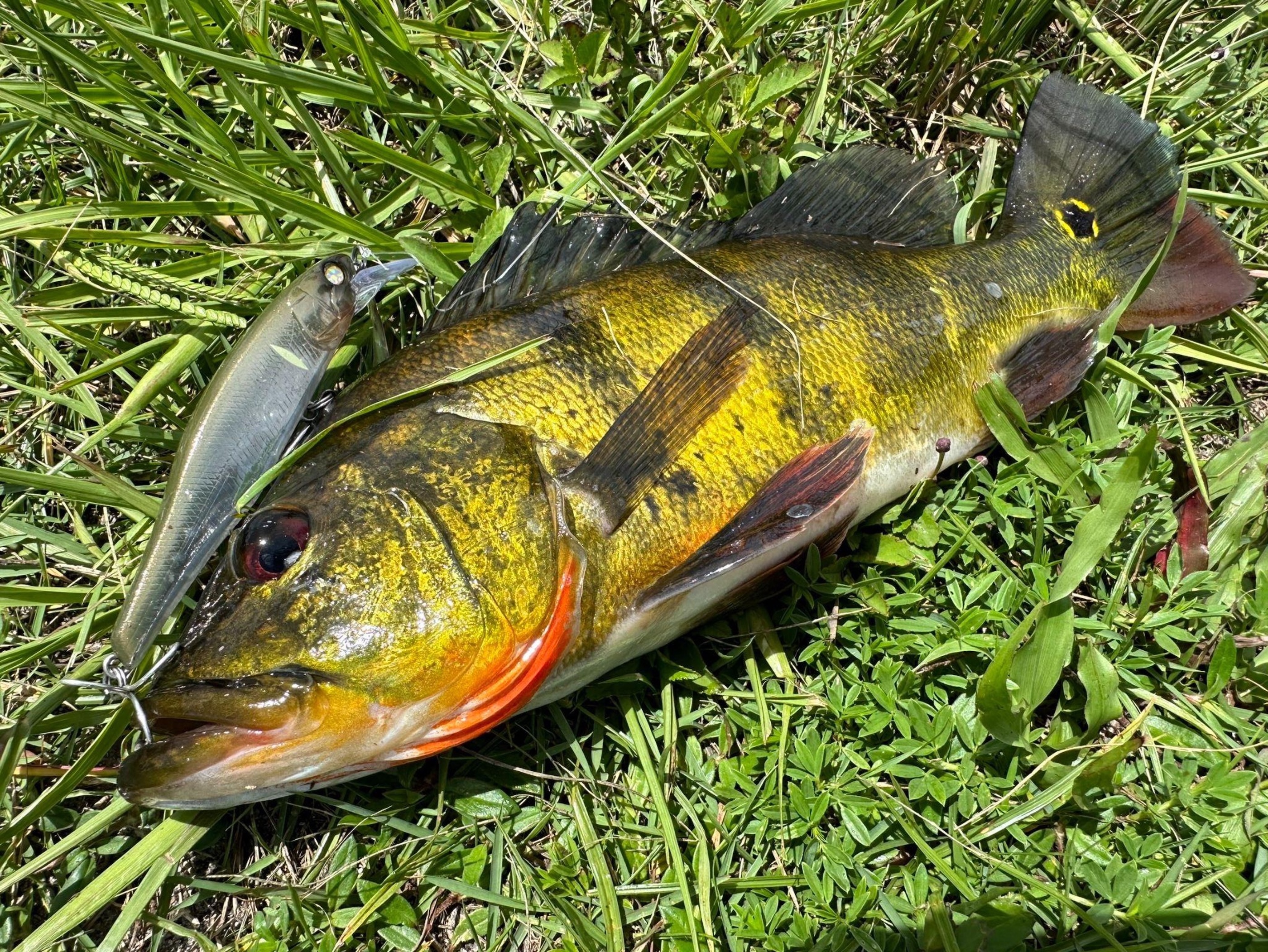 Whiplash Factory Lures in the USA | Westernbass.com