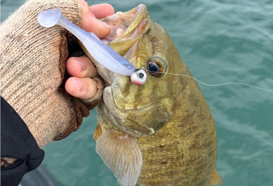 Jacob Wheeler’s Small Swimbaits: When and Why | Westernbass.com