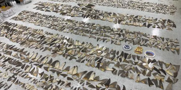 1,400 Pounds of Dried Shark Fins Seized | Westernbass.com