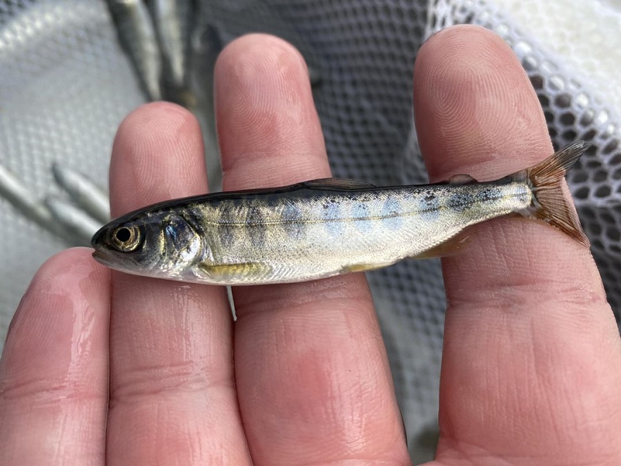 1.6 million fall Chinook salmon | Westernbass.com