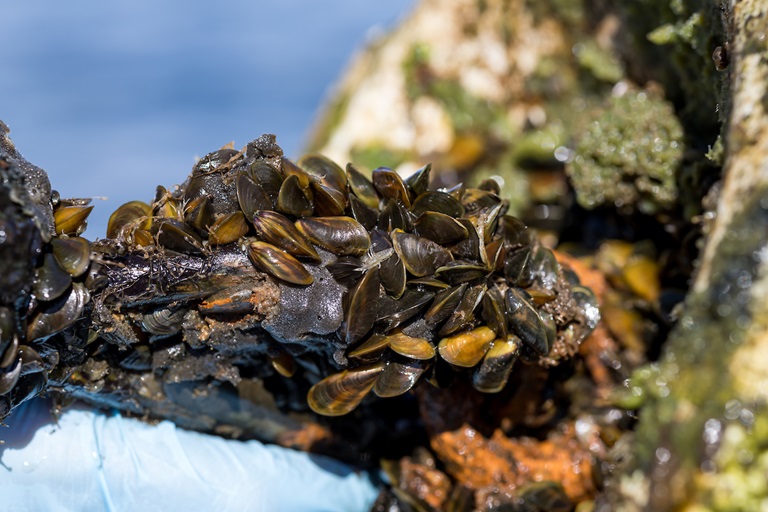 Stopping the Spread of Golden Mussel: Oroville | Westernbass.com