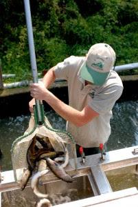 Virginia Trout Stocking Plans Open for Comment | Westernbass.com