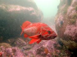 California DFW Slates Meetings on Groundfish Management | Westernbass.com