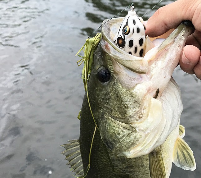 Award-Winning Frogs Drive Angler Success | Westernbass.com