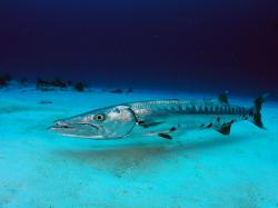 New Barracuda Size Limits Set for Florida | Westernbass.com