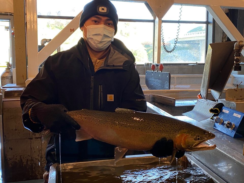 Big steelhead run on the American River | Westernbass.com