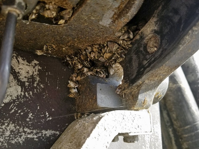Boat carrying invasive zebra mussels was stopped at a watercraft ...