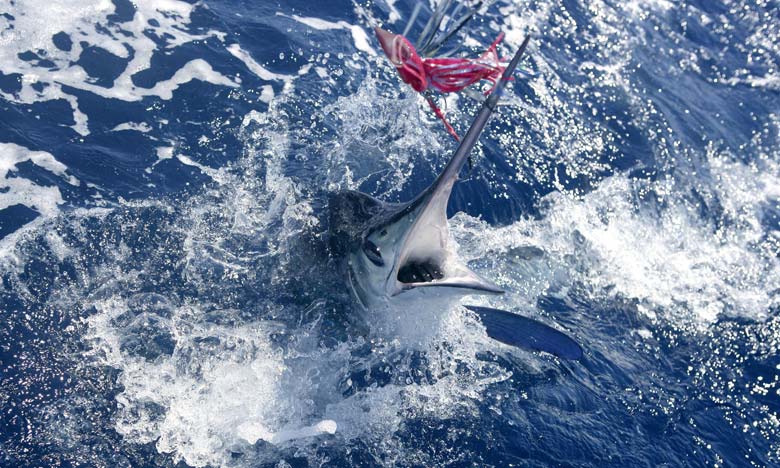 California Swordfish Fishery is Modernized | Westernbass.com