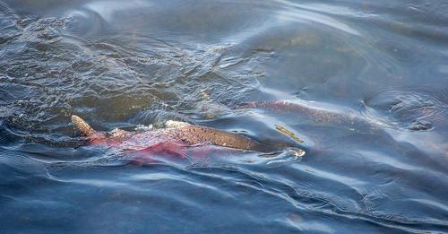 Chinook salmon fishing is closed statewide for 2023 | Westernbass.com