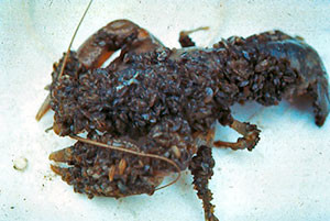 Confirmation of Zebra Mussel Larvae | Westernbass.com