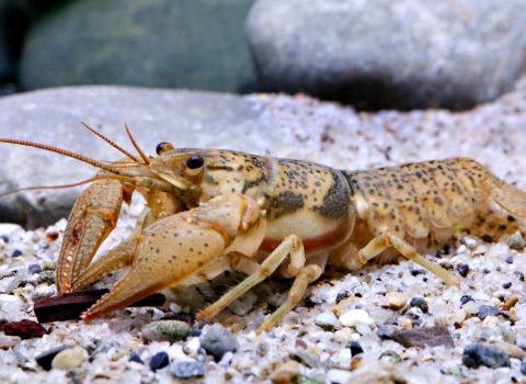 Crayfish as threatened under the Endangered Species Act | Westernbass.com