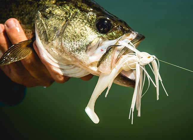 A Pair of Perfect Bass Jigs | Westernbass.com