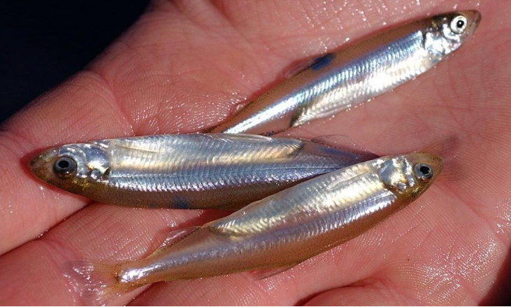 Even NorCal's Wettest Winter Wasn't Enough to Help the Delta Smelt Drop ...