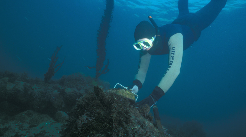 Abalone Season Opens April 1 along the Northern California Coast ...