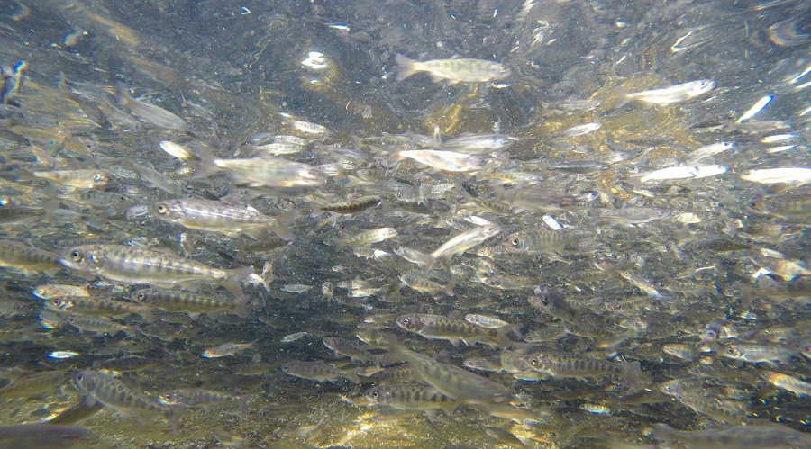 FILLMORE TROUT HATCHERY TEMPORARILY CLOSED TO PUBLIC FOR SCHEDULED ...