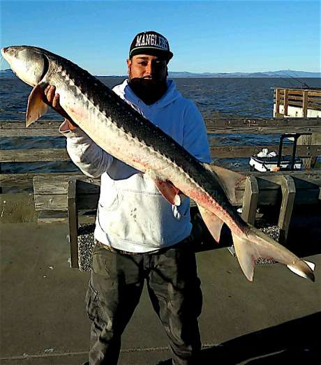 Rare giant sturgeon fishing in the Bay | Westernbass.com
