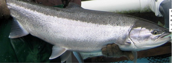 Habitat Project Aimed at Salmon and Steelhead Runs | Westernbass.com