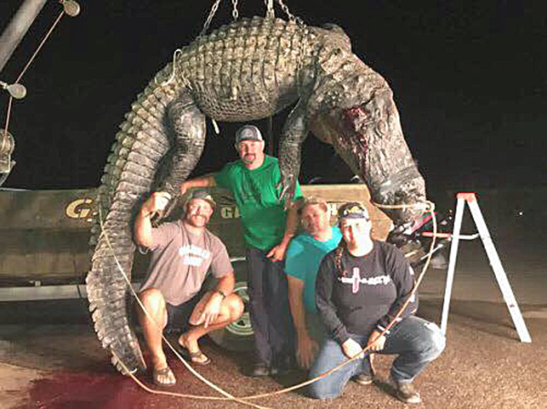 Hunters harvested 144 alligators | Westernbass.com