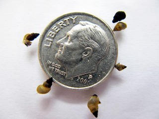 Invasive snail, have recently been verified in two new streams ...