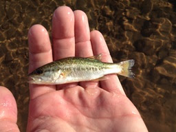 Rebounding fishery at Roosevelt: October survey shows spikes in ...