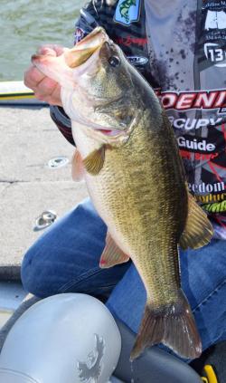 Lipping Bass May Not Be Harmful, Say Scientists | Westernbass.com