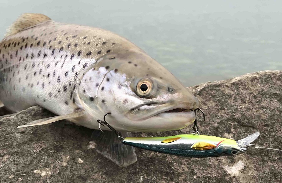 LIVETARGET’s Rainbow Smelt adds five new patterns to its bite ...