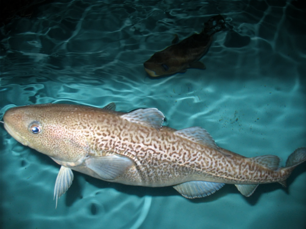 Low numbers of Pacific cod larvae, juveniles, and adults to loss of ...
