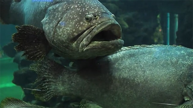 Magical Ocean Adventure | Westernbass.com