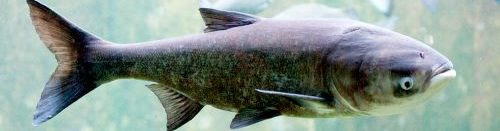 Millions to Fight Asian Carp | Westernbass.com