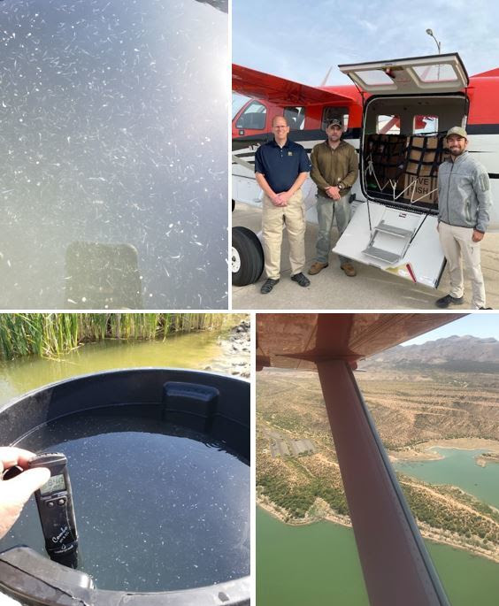 More than 1.5 million walleye sac fry stocked | Westernbass.com