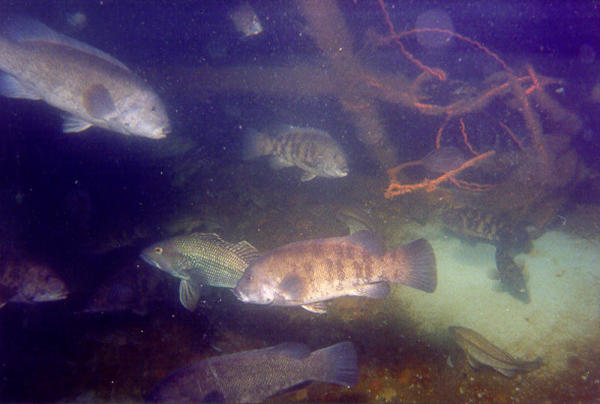 New Artificial Reefs Interactive Map | Westernbass.com