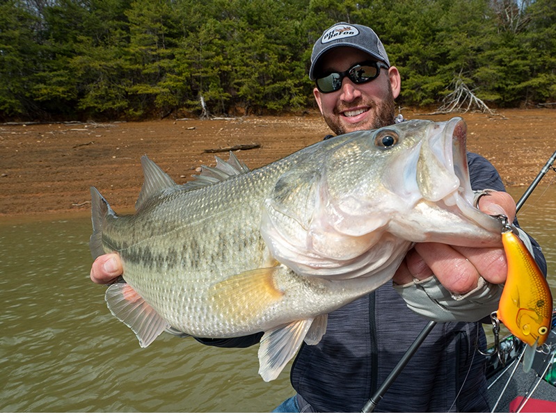 Which one? OG Slim 6 or OG Tiny 4? | Westernbass.com