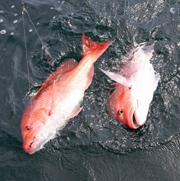 Red Snapper Count Reveals Decades of NOAA Inaccuracy | Westernbass.com