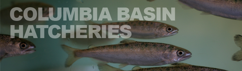 Review of Columbia River Hatcheries completed by NOAA | Westernbass.com