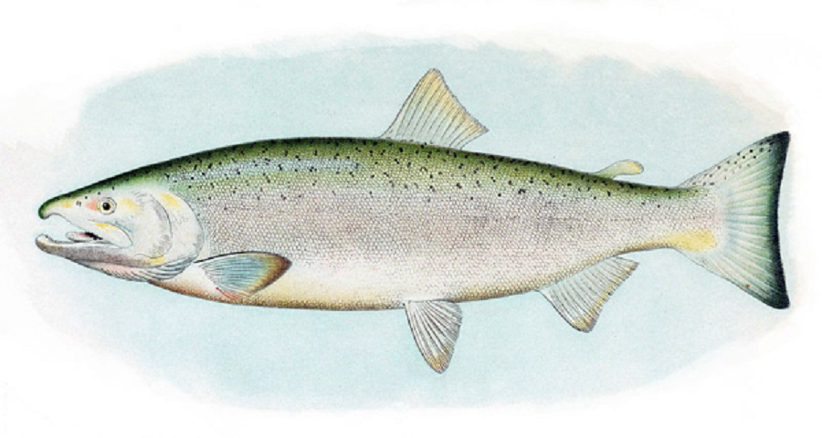 River to Open for Coho Retention | Westernbass.com