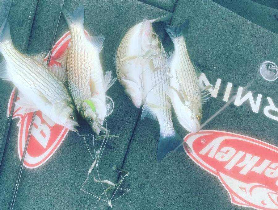 Shane Lehew's Tips to Get the Most Out of Your A-rigs | Westernbass.com