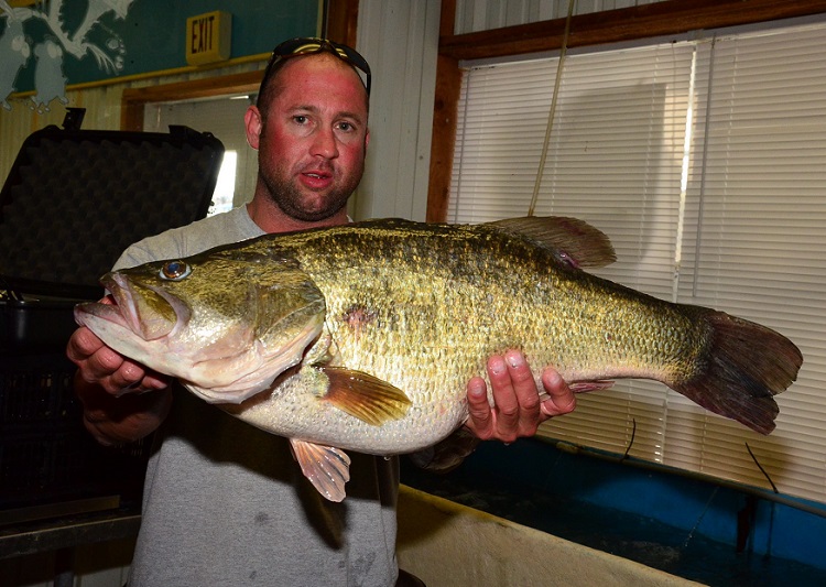Sunny Day Spawns Cloudburst of Big Bass | Westernbass.com