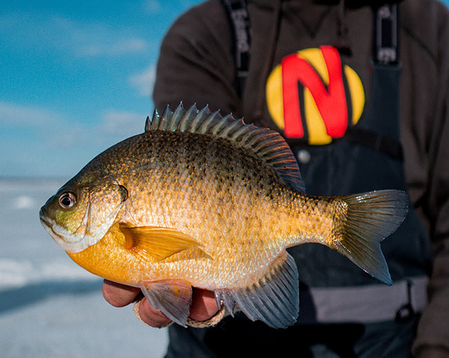 No Small Fish | Westernbass.com