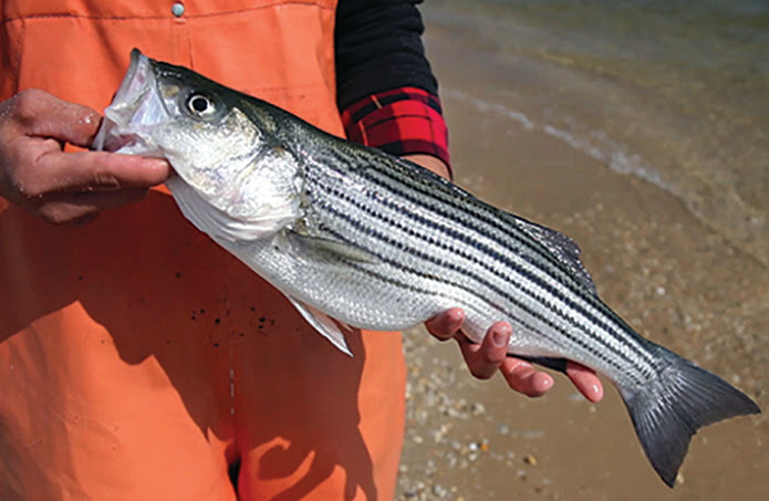 Striped Bass Reproduction Up | Westernbass.com