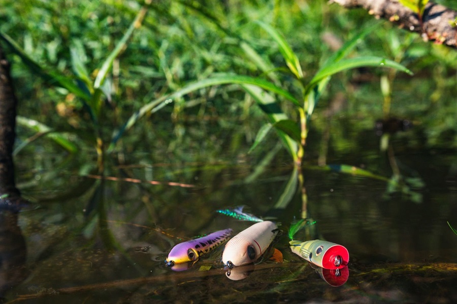 The Zoo Series is one happy family | Westernbass.com