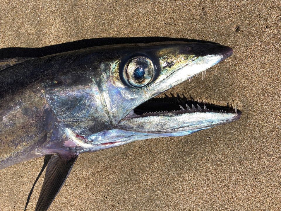 This spooky fish has gaping fanged jaws | Westernbass.com