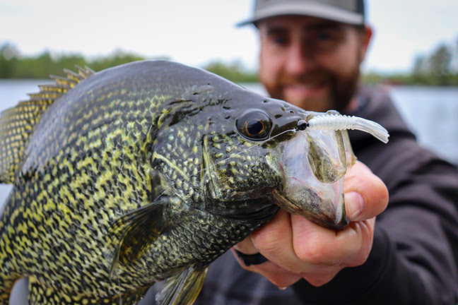 Three panfish experts share their secrets | Westernbass.com