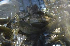 Translocating more than 700 Owens pupfish | Westernbass.com