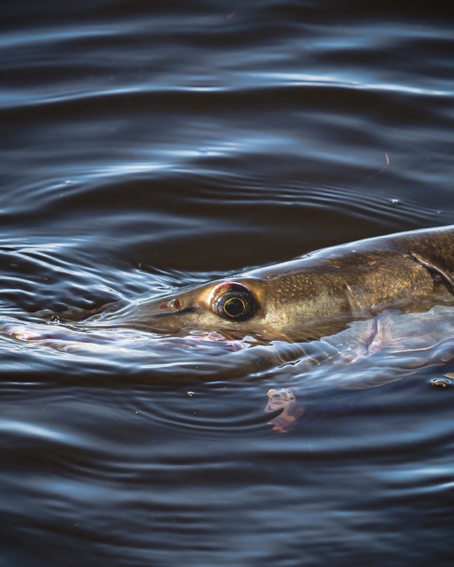 Traveler’s Tool for Fishing Freshwater JAWS | Westernbass.com