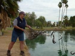 Arizona Trout Stocking Begins Week of Nov. 16 | Westernbass.com