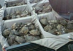 Coast Guard, NPS Rescue 217 Sea Turtles on Outer Banks | Westernbass.com