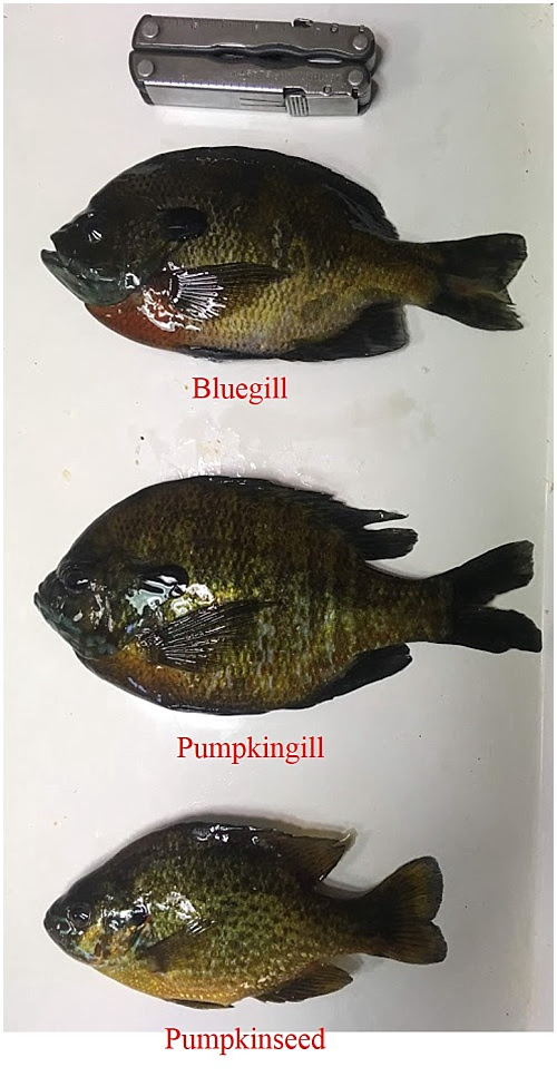 Bluegill Vs Sunfish