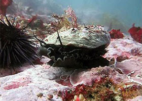 Last Month of Abalone Season | Westernbass.com